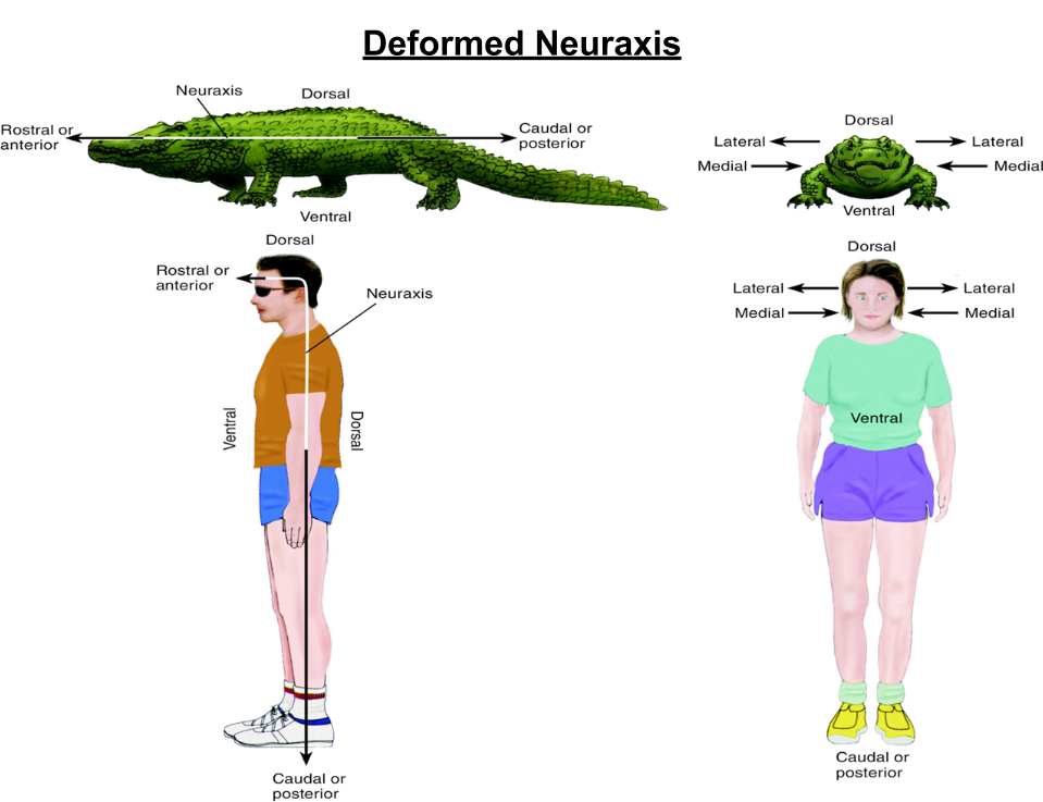 Neural Coordinate Systems | Fewer Lacunae