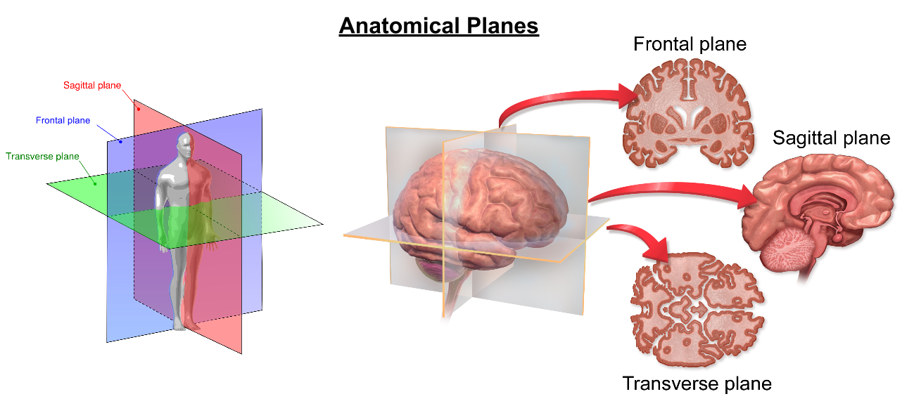 Neural Coordinate Systems | Fewer Lacunae
