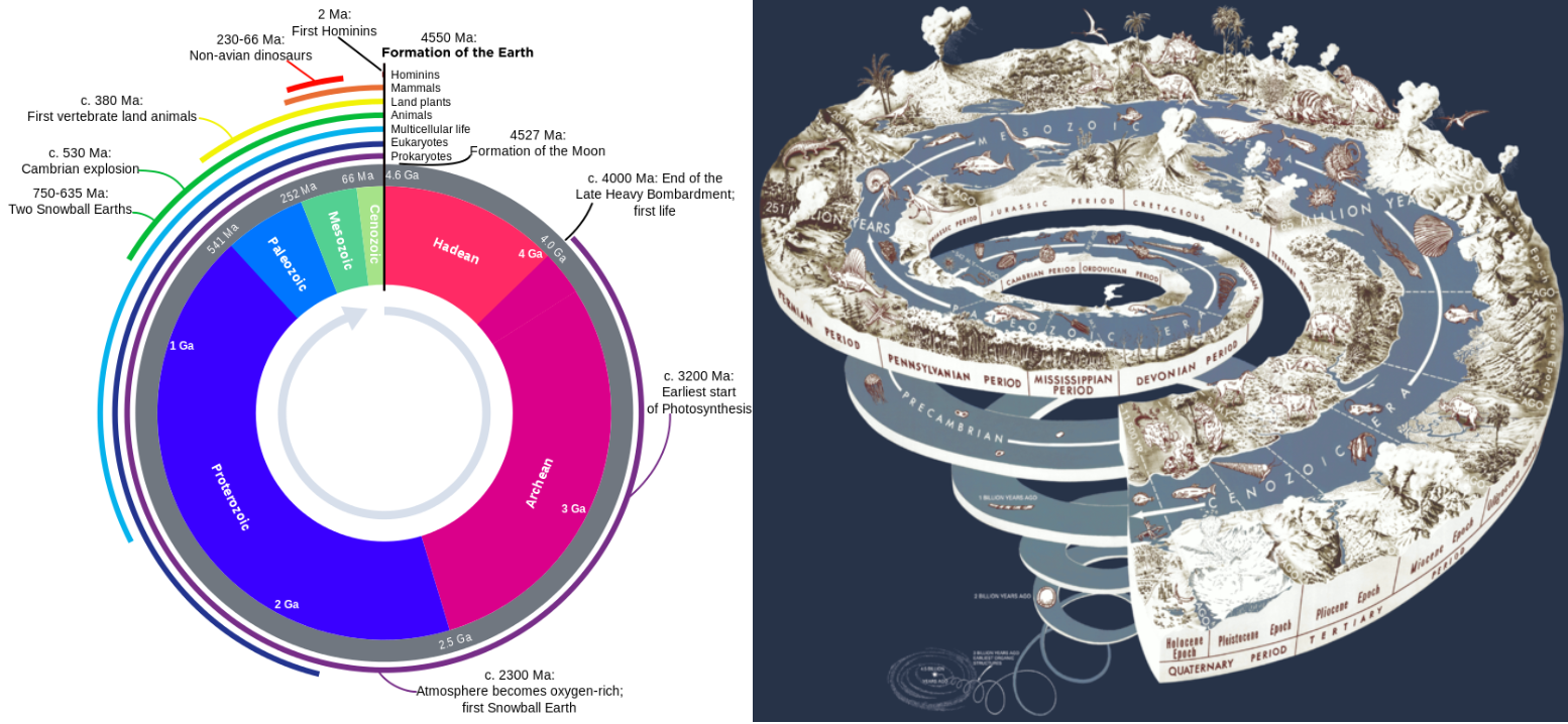 Evolution of the Basal Ganglia | Fewer Lacunae