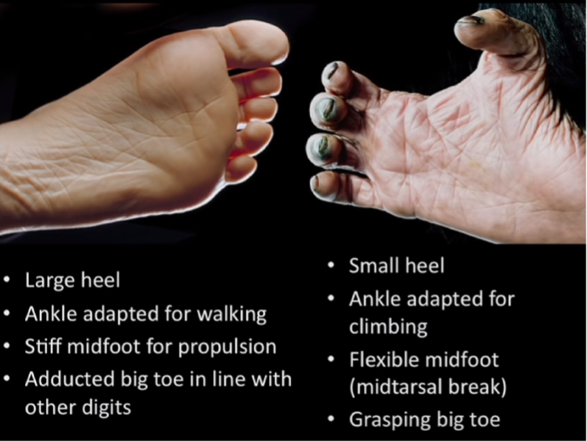 The Walking Ape: why our ancestors first stood up | Fewer Lacunae