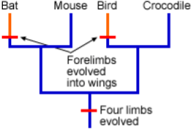 Deep Homology: our shared genetic toolkit | Fewer Lacunae